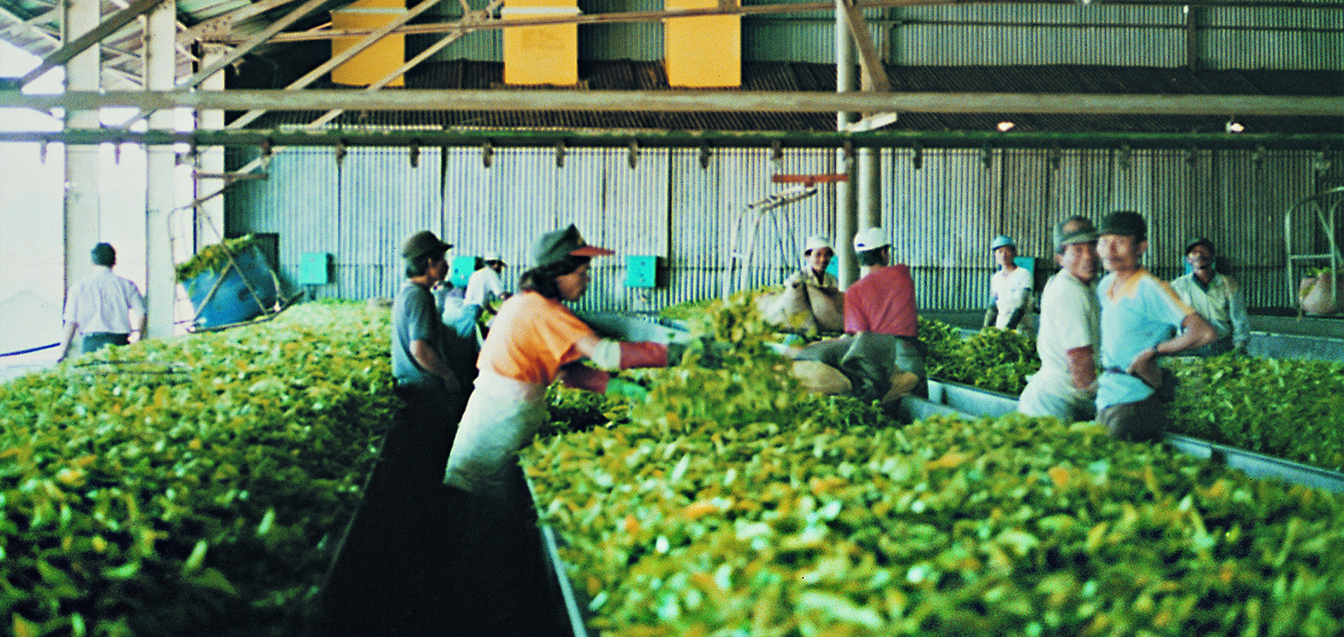 Crop Drying - SolarWall